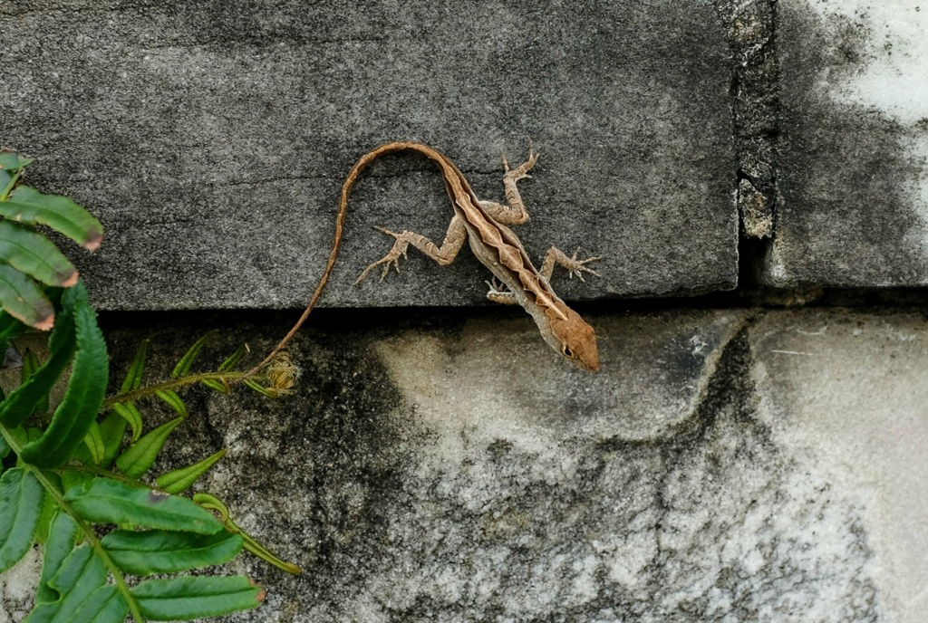 New Orleans’ lead-heavy lizards could help scientists better grasp ...
